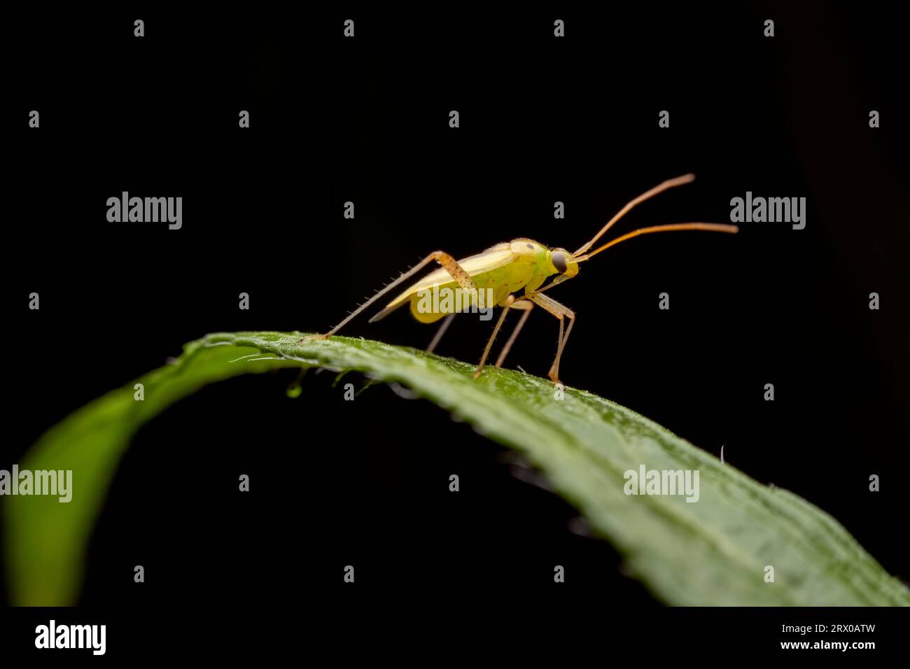 Miridae in the wild state Stock Photo - Alamy