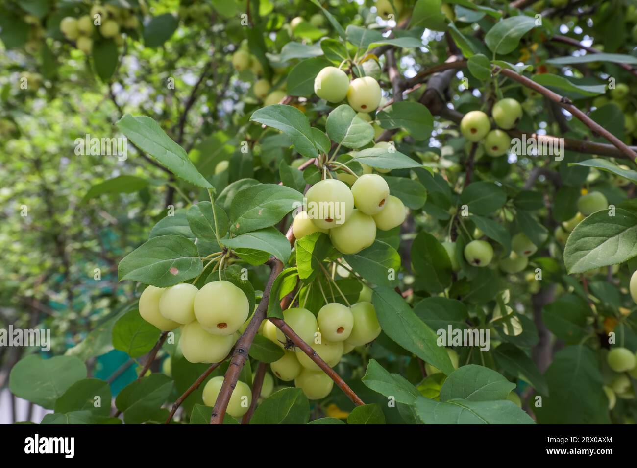 Astringent plants hi-res stock photography and images - Alamy