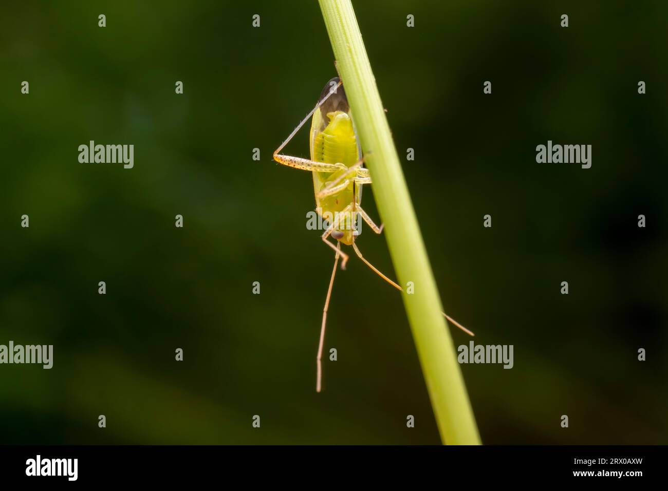 Miridae in the wild state Stock Photo - Alamy
