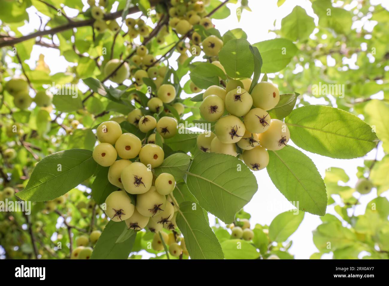 Astringent plants hi-res stock photography and images - Alamy