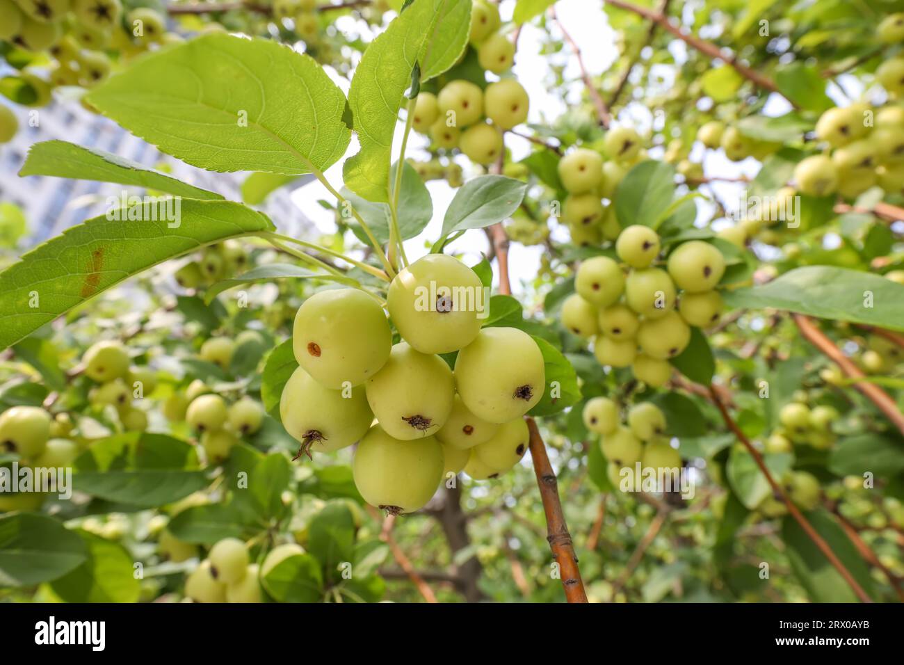 Astringent plants hi-res stock photography and images - Alamy