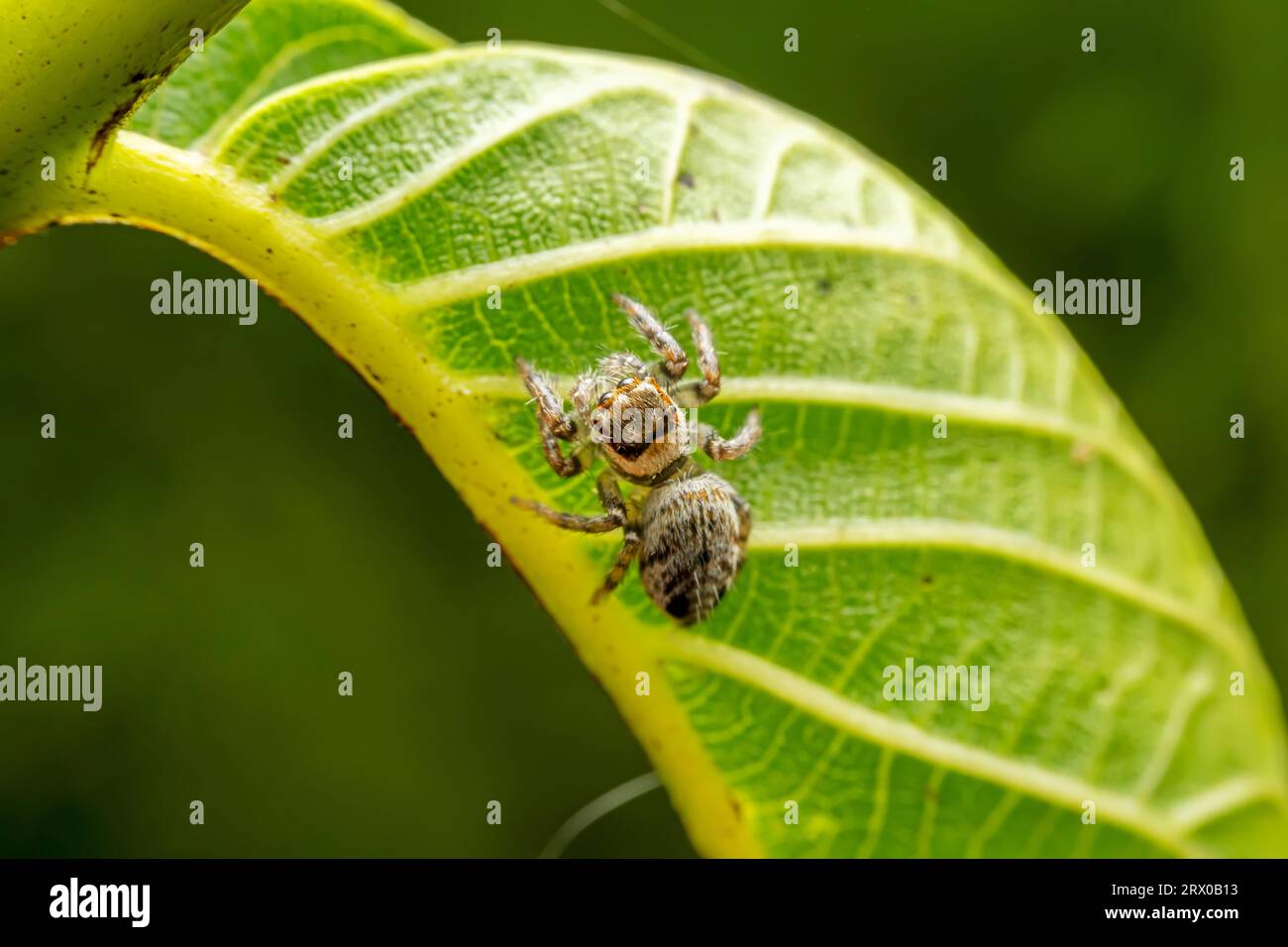 Jumping Spider in the wild state Stock Photo - Alamy