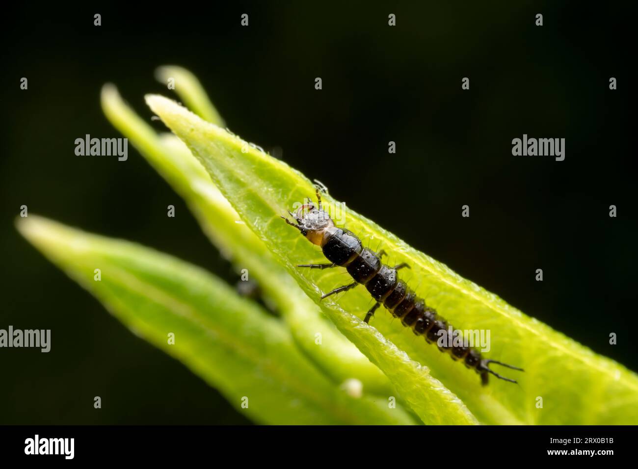 ground beetle larva in the wild state Stock Photo - Alamy