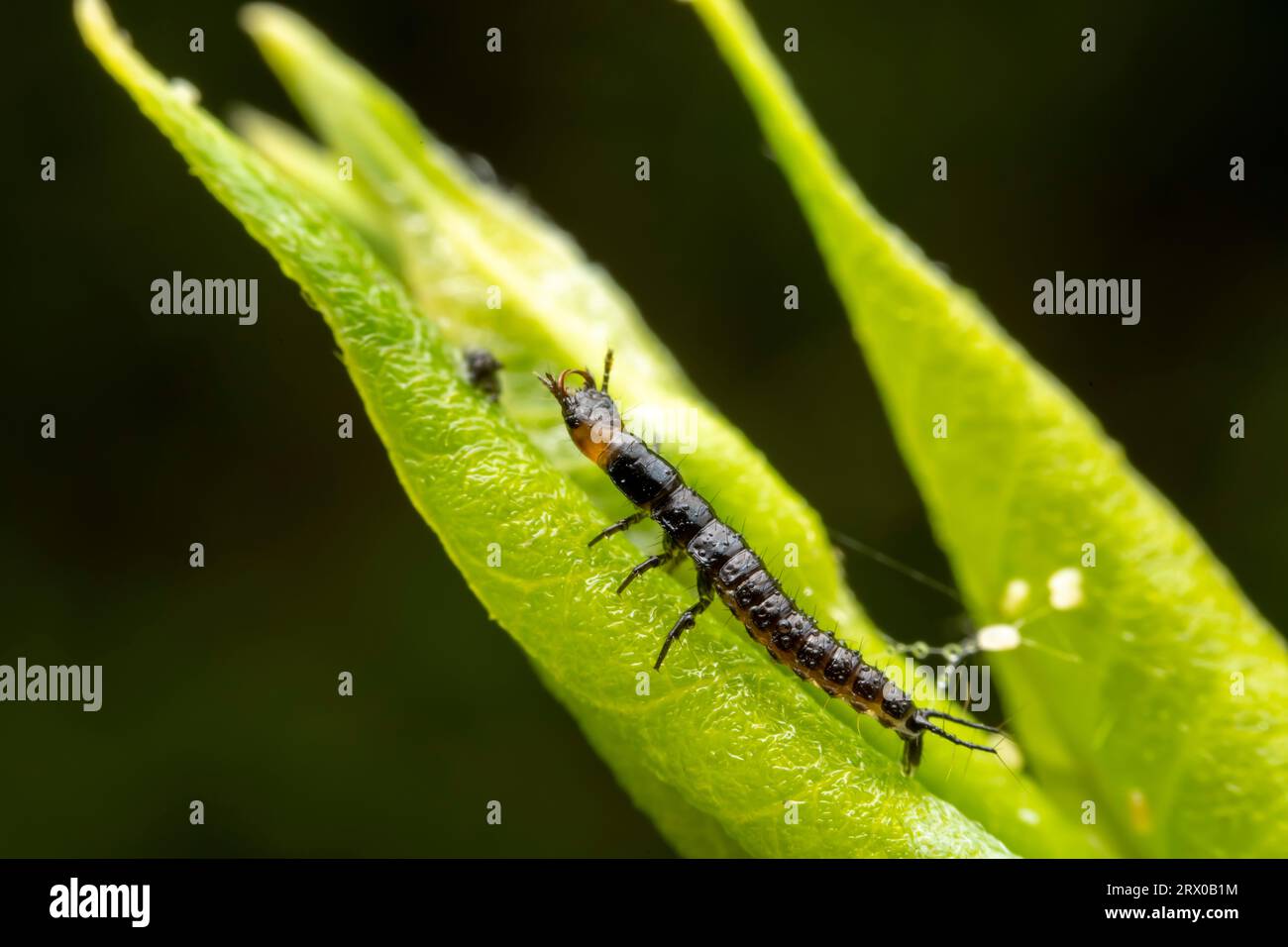 ground beetle larva in the wild state Stock Photo - Alamy