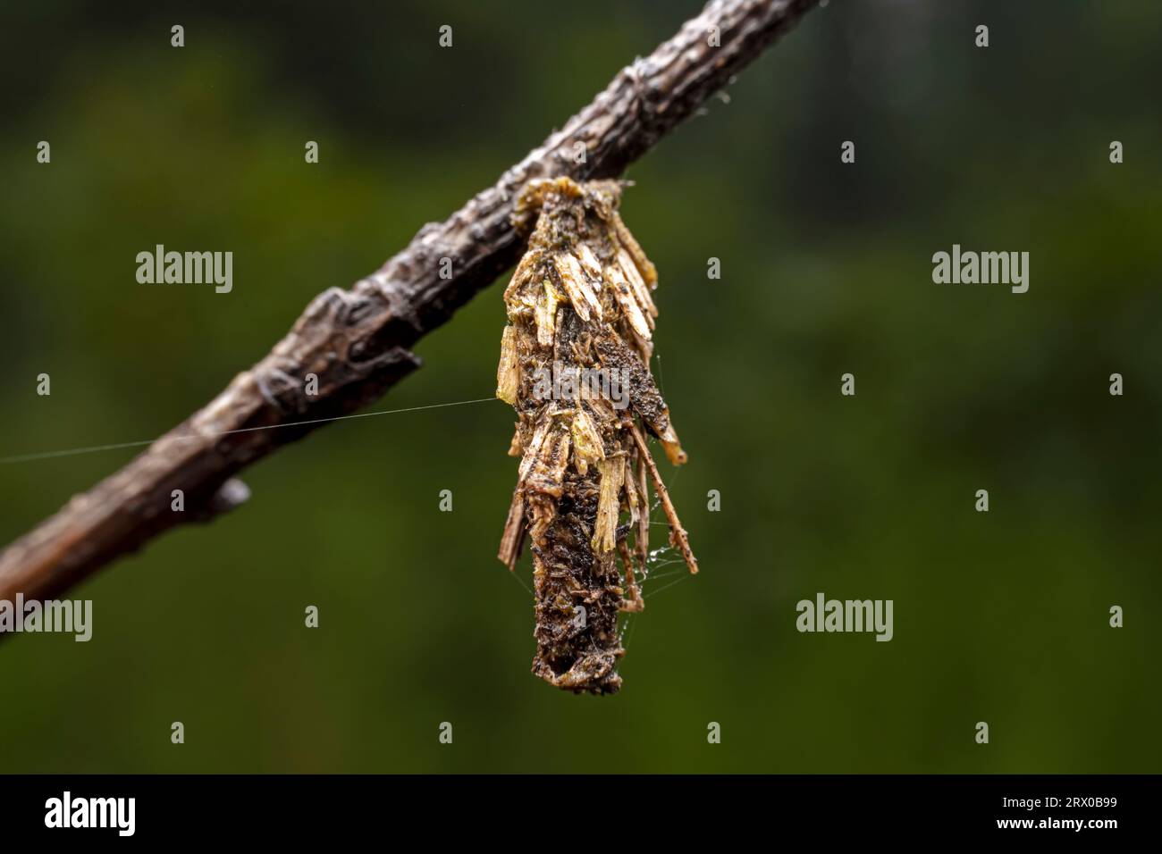 psychid larva in the wild state Stock Photo - Alamy