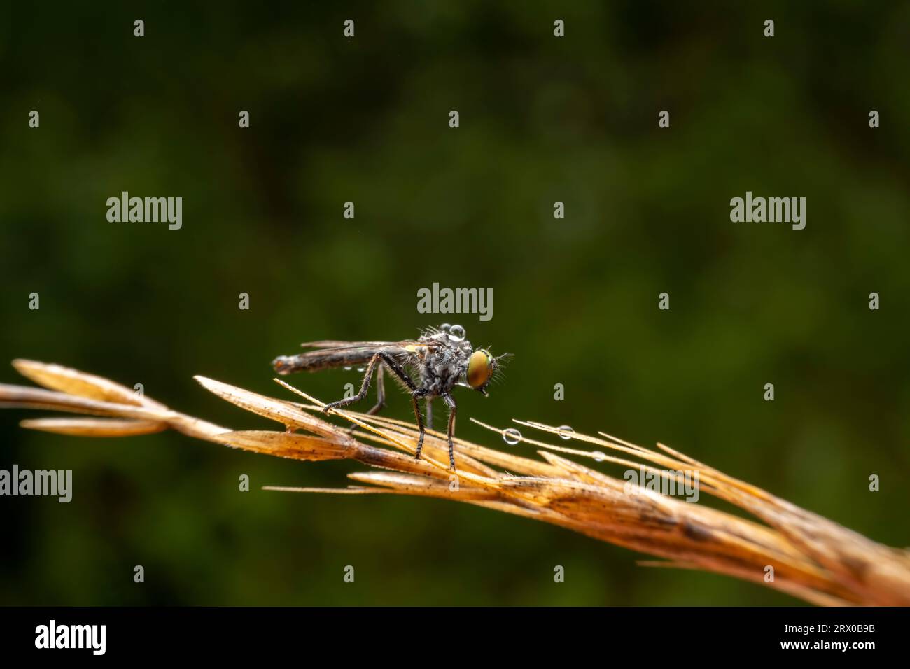 Robber flies hi-res stock photography and images - Alamy