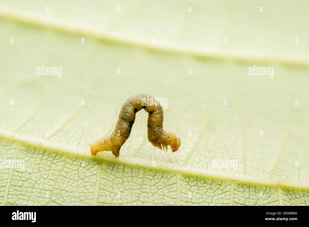 Inchworm close hi-res stock photography and images - Alamy