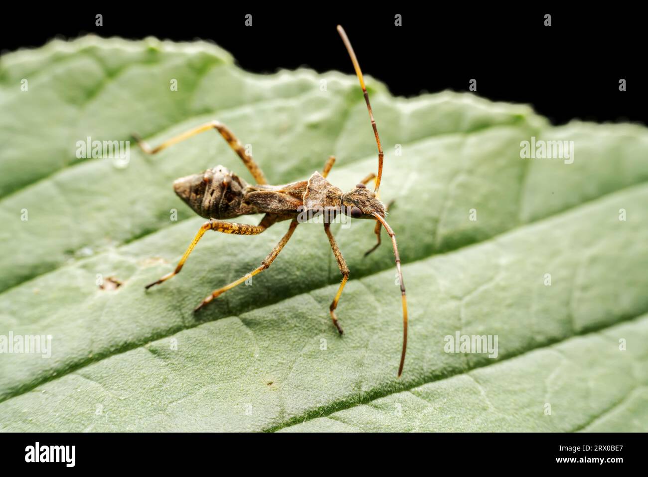 Riptortus pedestris in the wild state Stock Photo - Alamy