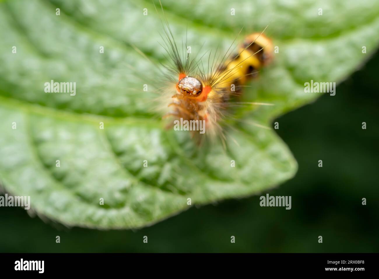 Poisonous moth larvae in the wild state Stock Photo - Alamy