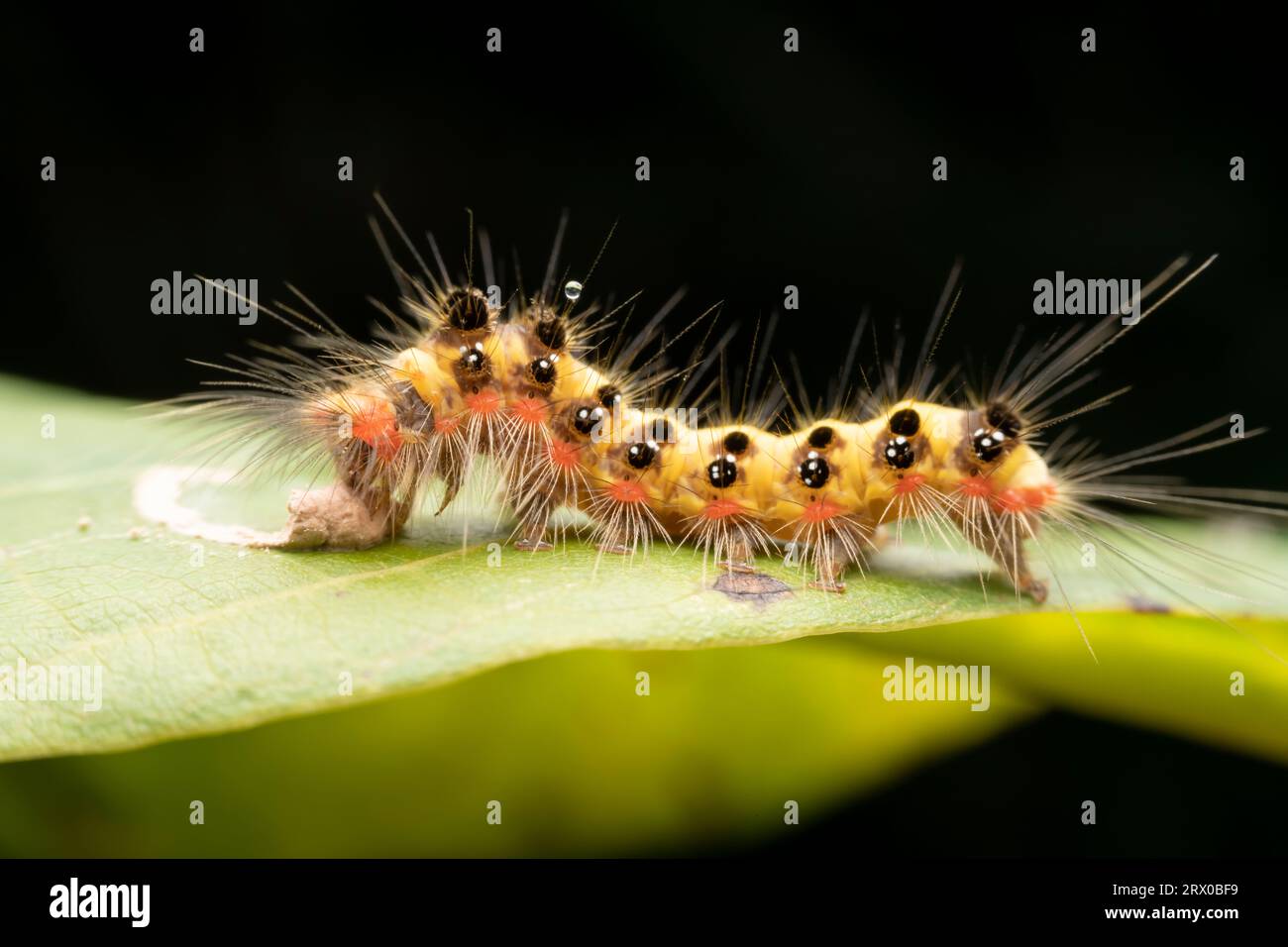 Poisonous moth larvae in the wild state Stock Photo - Alamy