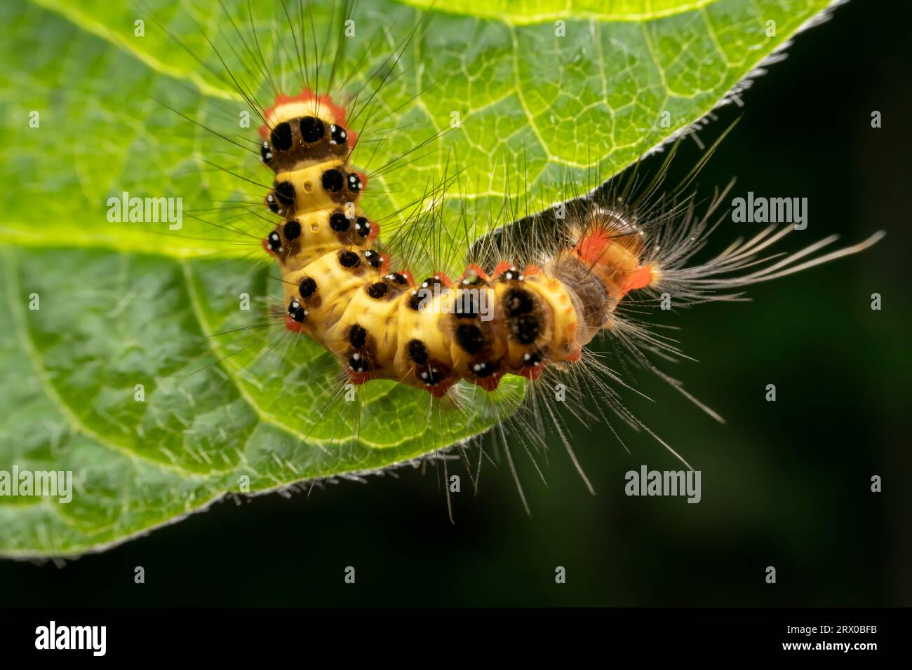 Poisonous moth larvae in the wild state Stock Photo - Alamy