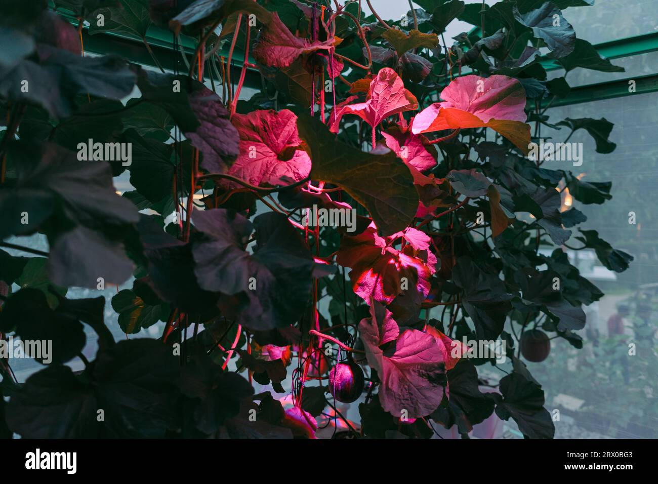 Melon fruit trees (Cucumis melo) planted on clean hydroponics pot ...