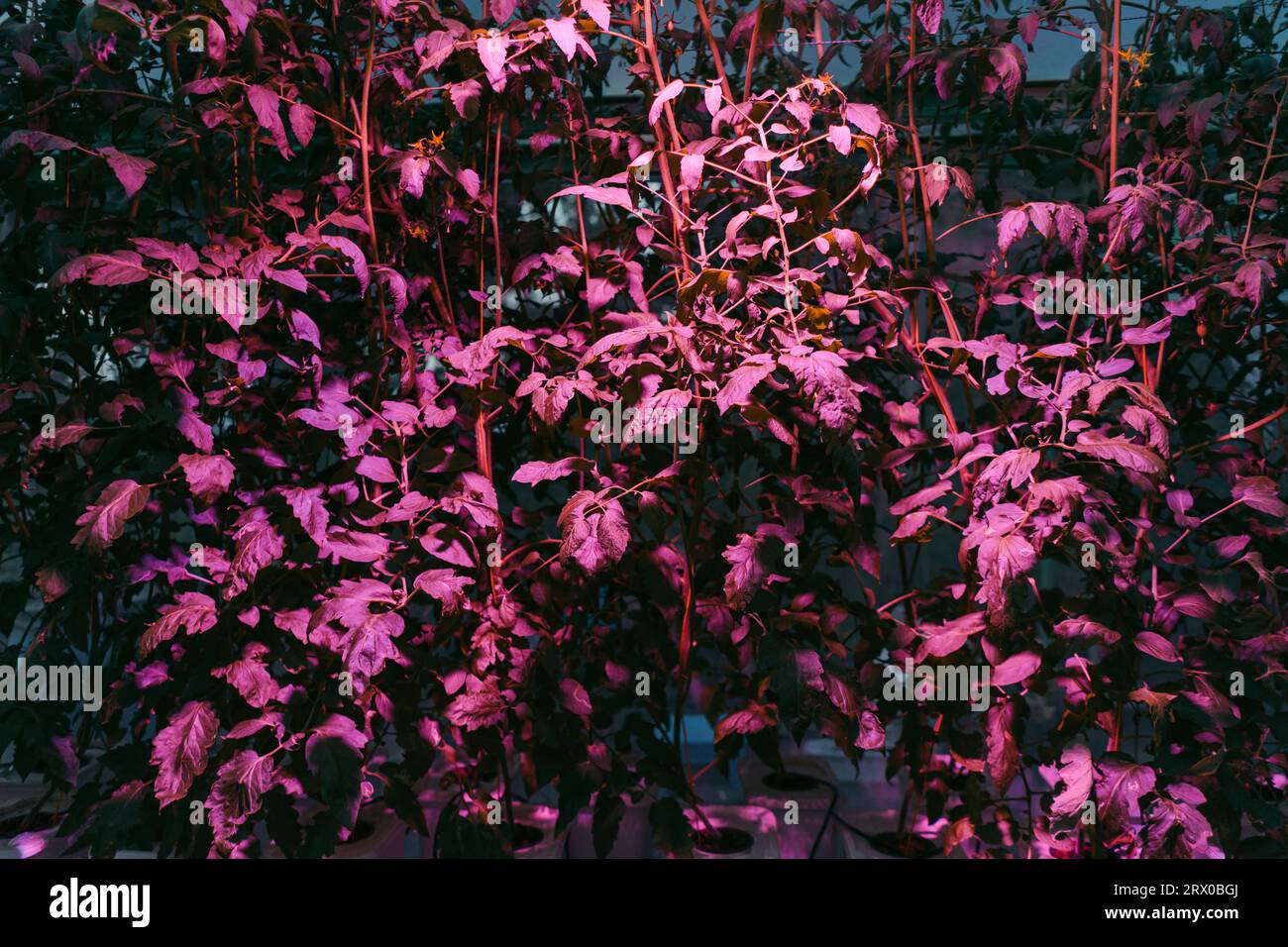 Melon fruit trees (Cucumis melo) planted on clean hydroponics pot ...