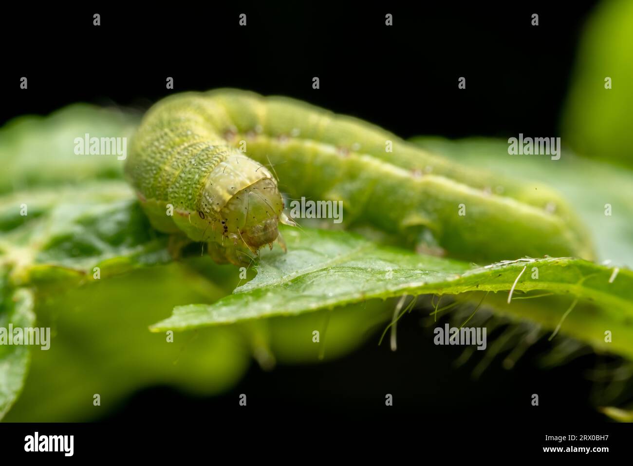 Lepidoptera larvae in the wild state Stock Photo - Alamy