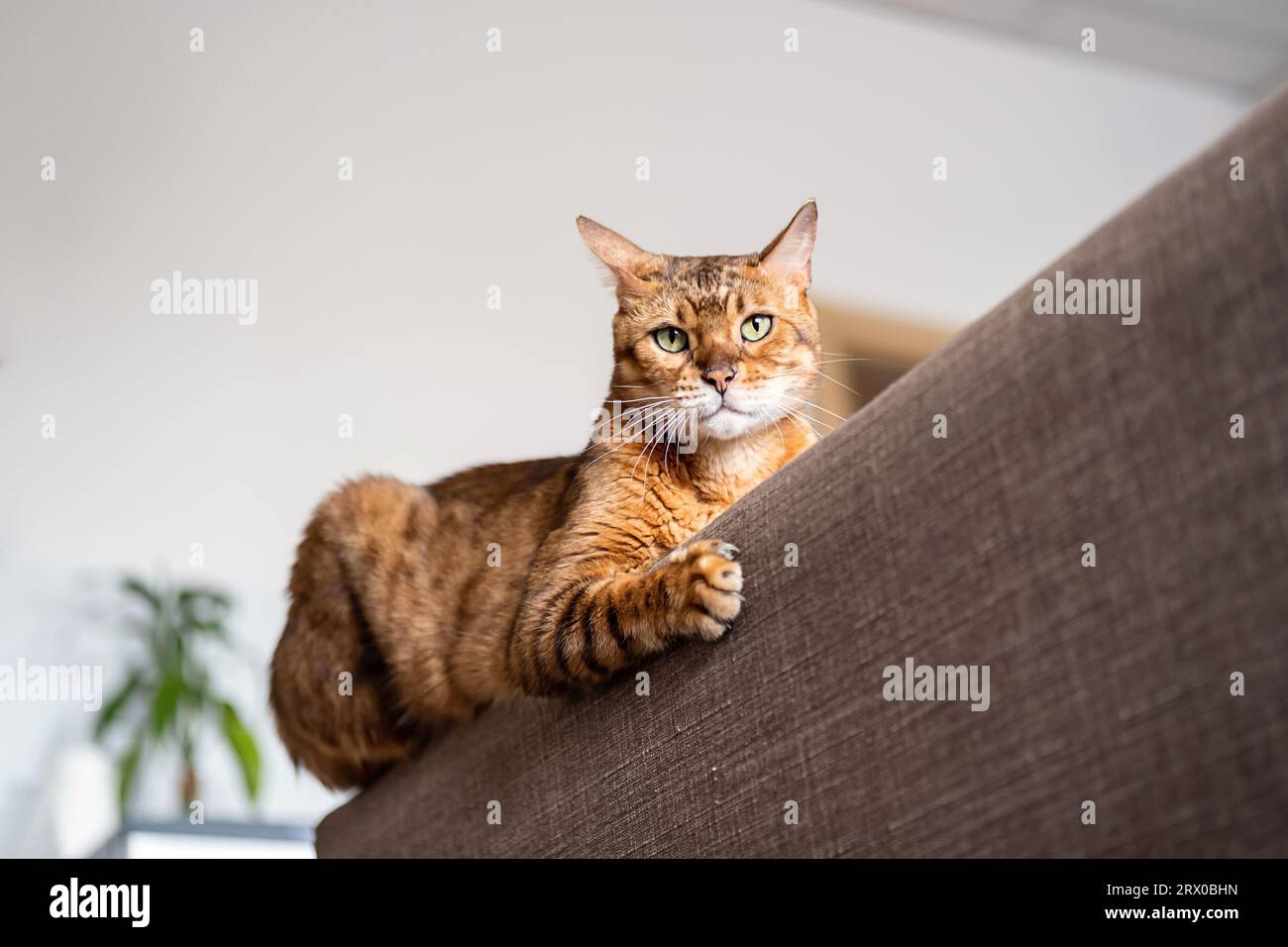 Funny Bengal cat lying on back of couch Stock Photo - Alamy