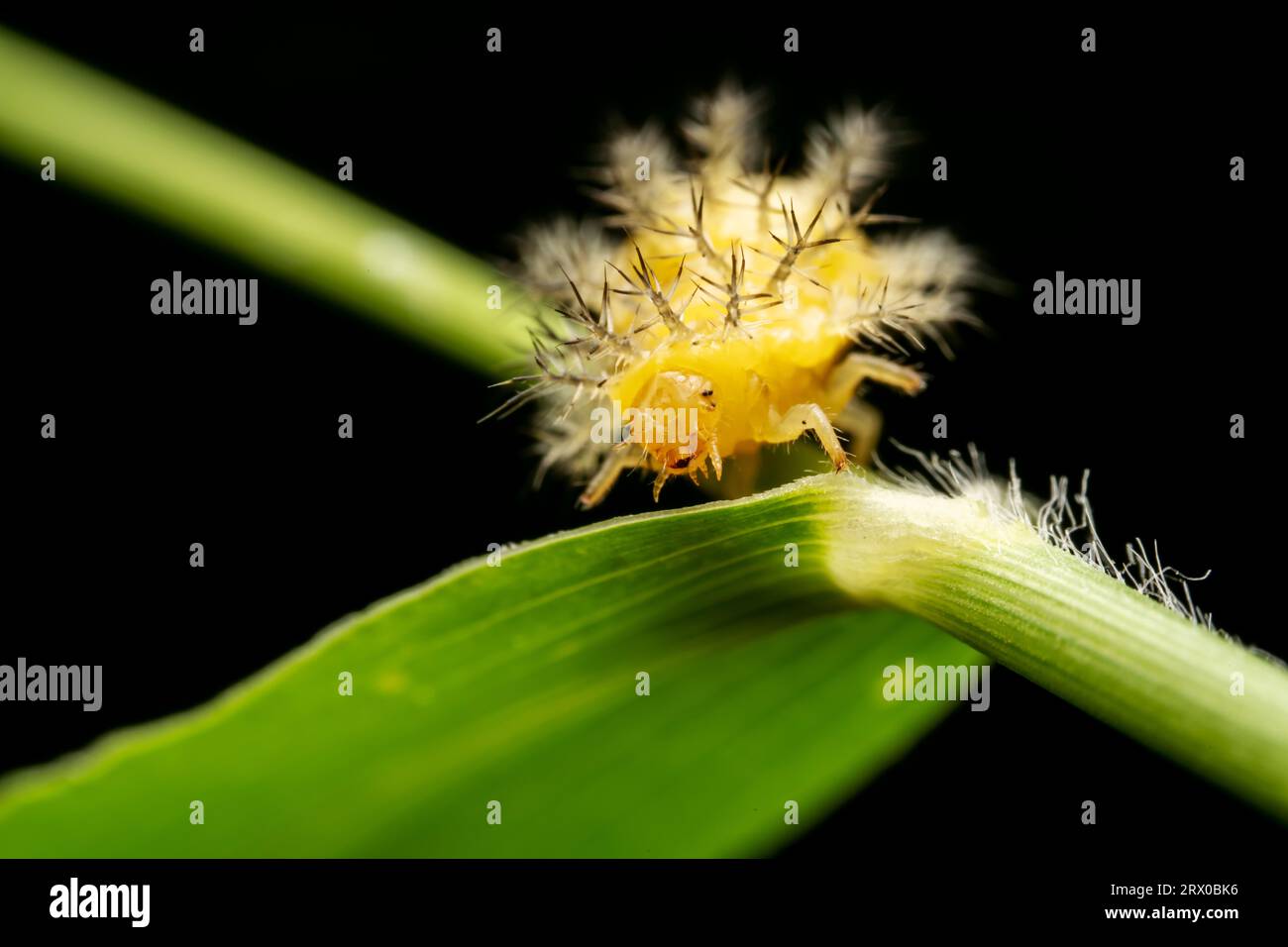 henosepilachna vigintioctomaculata larva in the wild state Stock Photo ...
