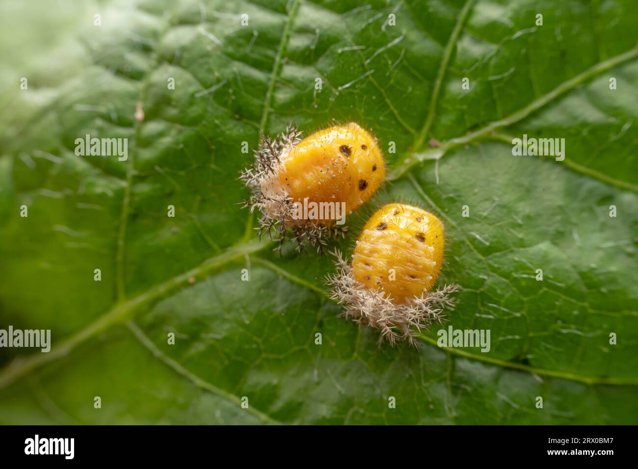 Ladybug pupa in the wild state Stock Photo - Alamy