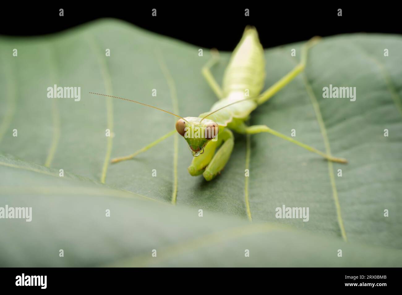 mantis in the wild state Stock Photo - Alamy
