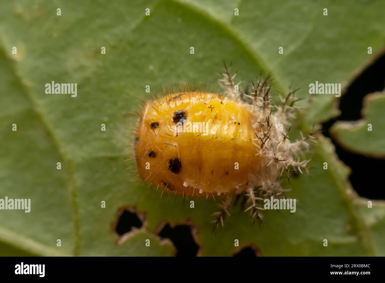 Ladybug pupa hi-res stock photography and images - Alamy