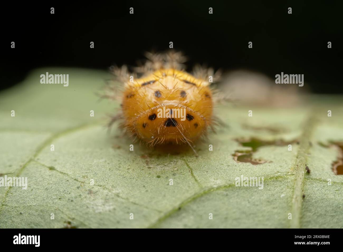 Ladybug pupa hi-res stock photography and images - Alamy