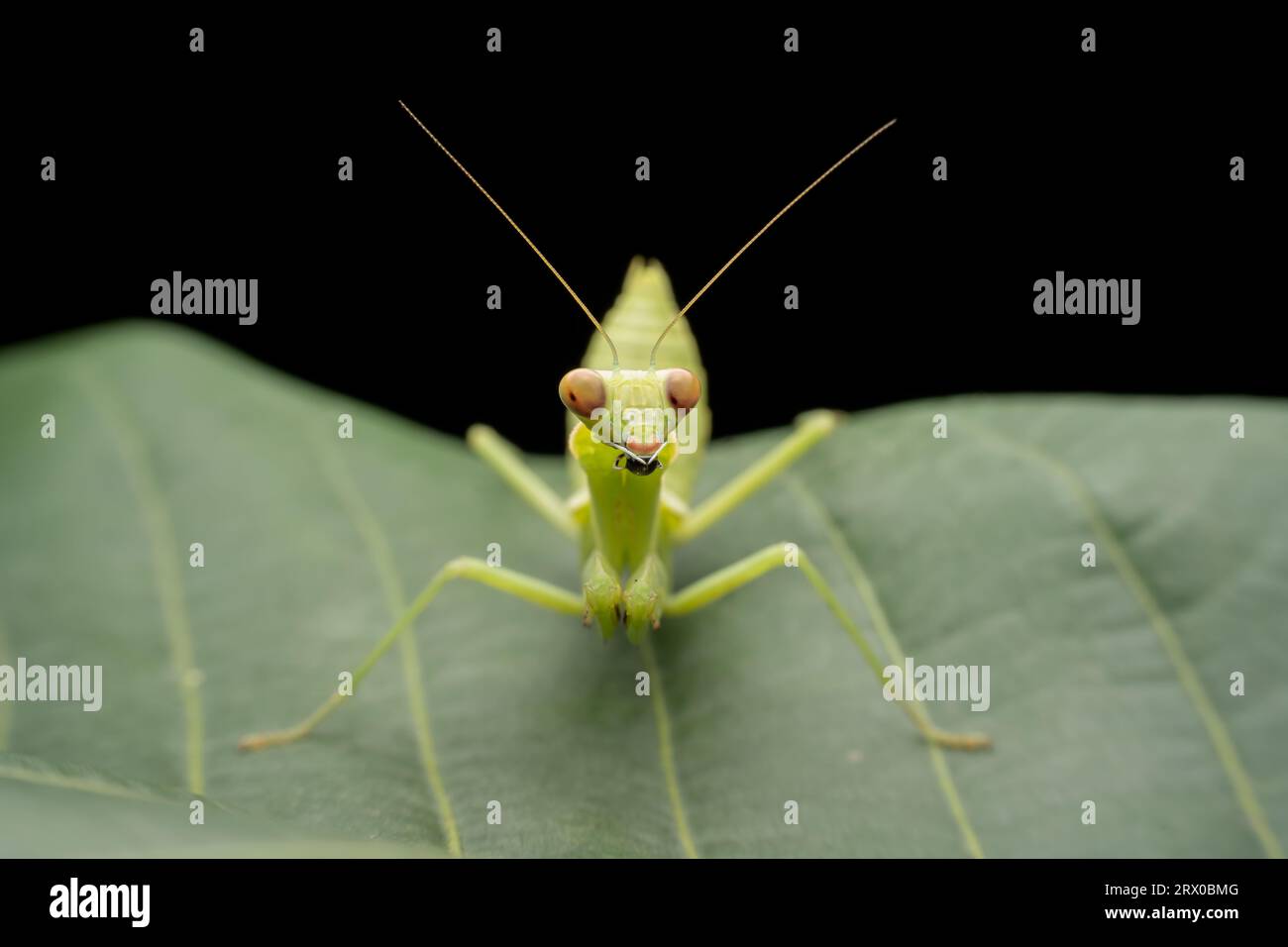 mantis in the wild state Stock Photo - Alamy