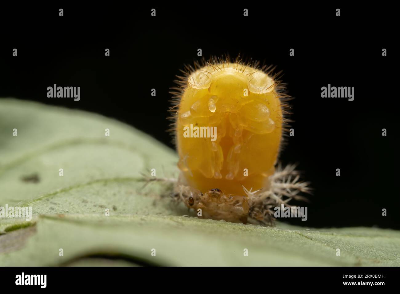 Ladybug pupa in the wild state Stock Photo - Alamy