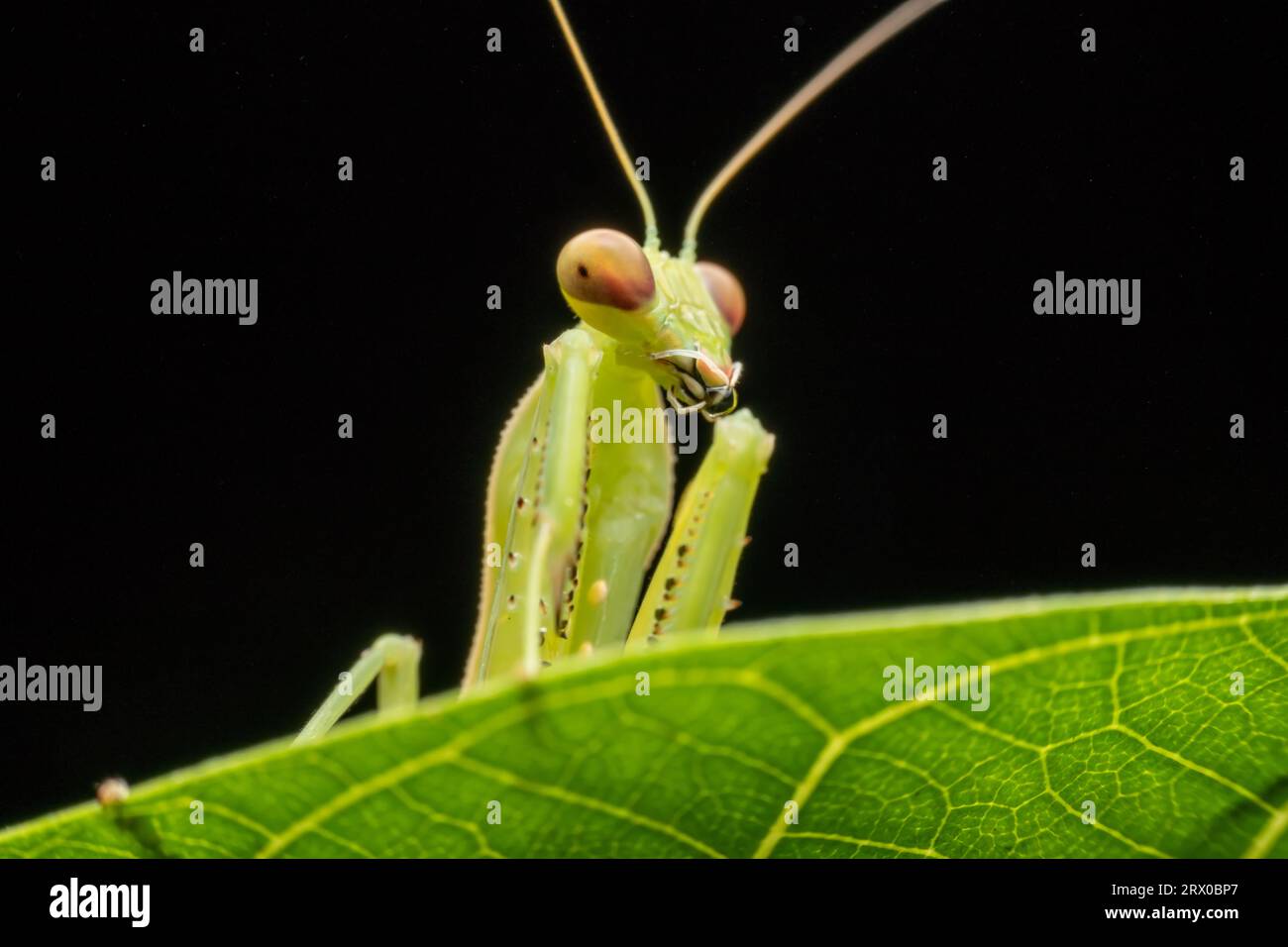 mantis in the wild state Stock Photo - Alamy