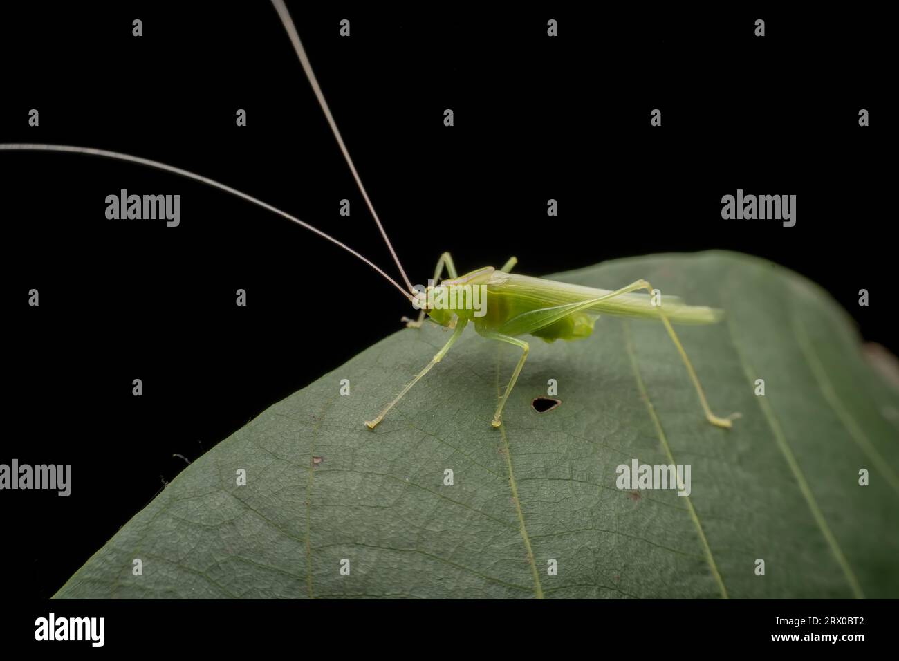 katydid in the wild state Stock Photo - Alamy