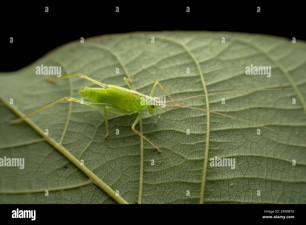katydid in the wild state Stock Photo - Alamy