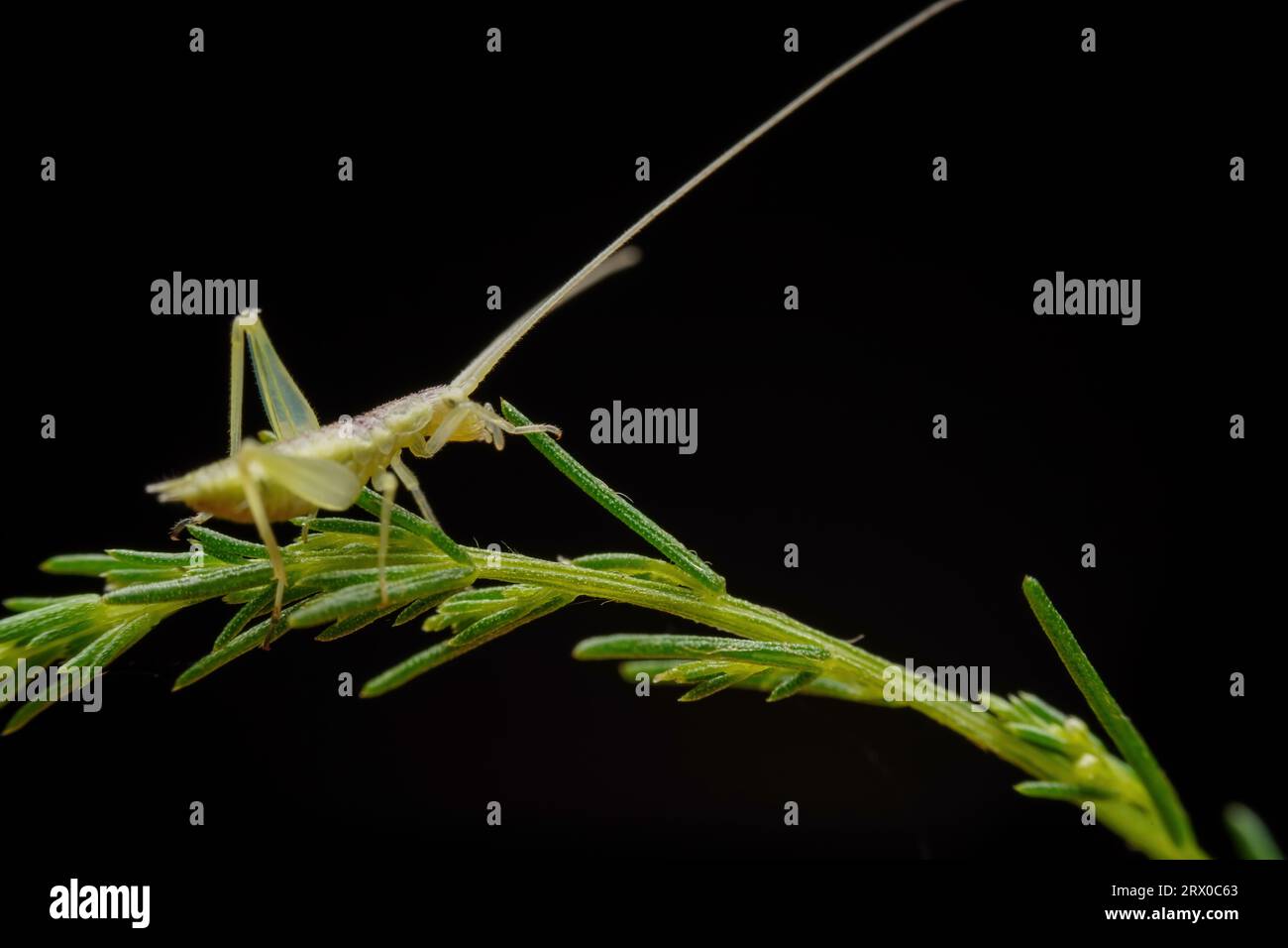 Tree cricket hi-res stock photography and images - Alamy