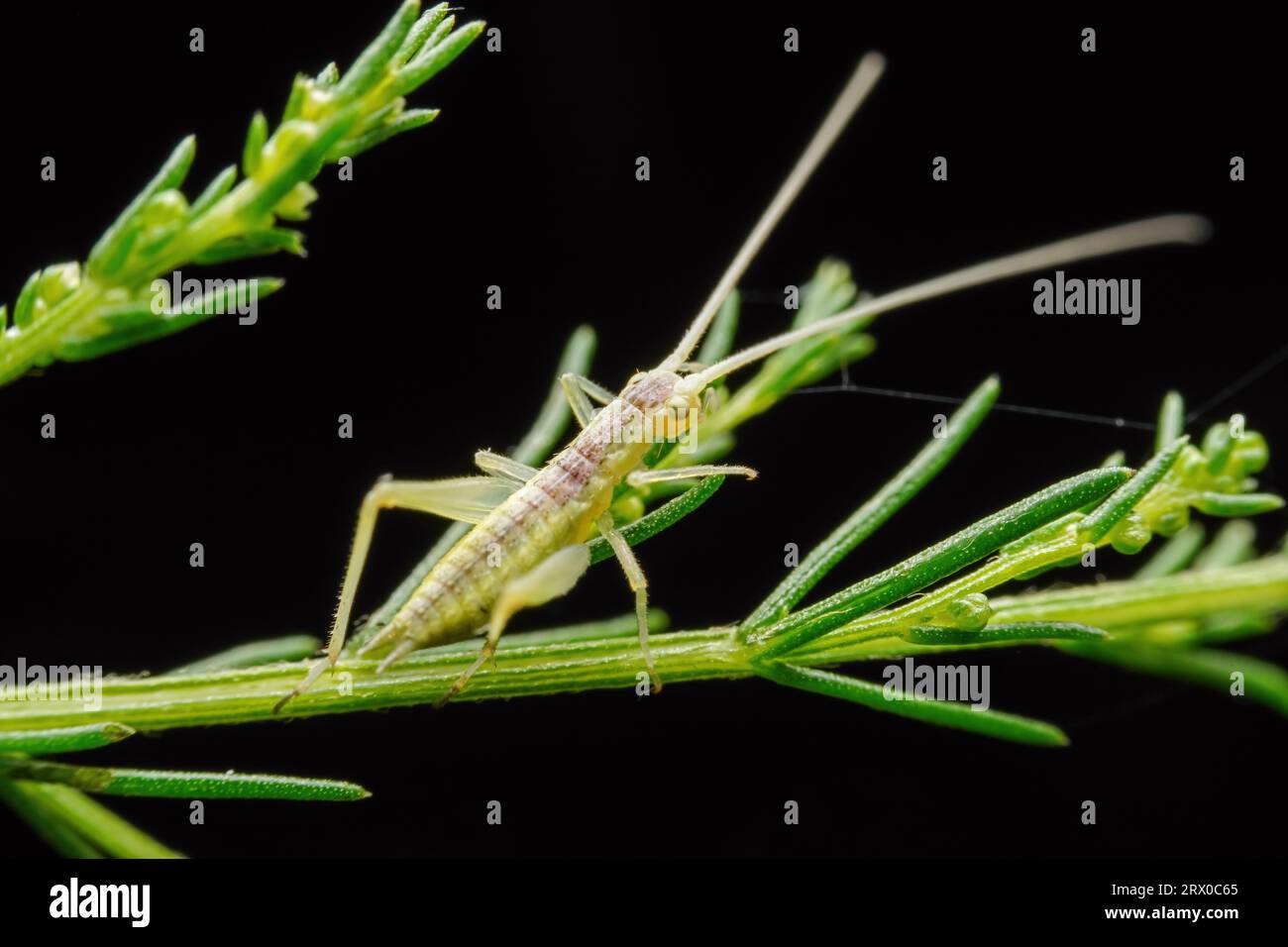 Tree cricket hi-res stock photography and images - Alamy