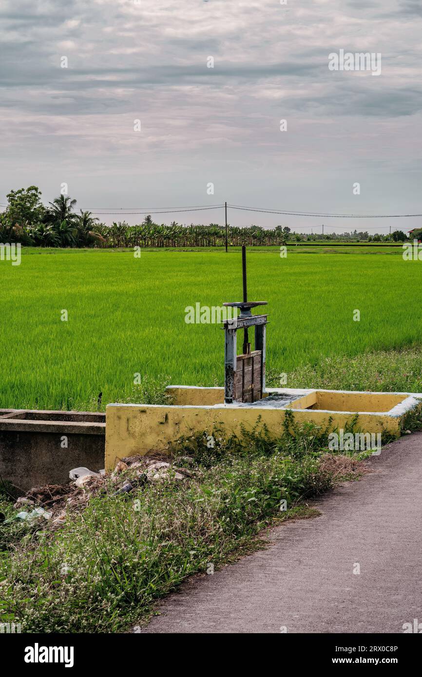 A lush, verdant paddy field in Malaysia, with a canal providing ...