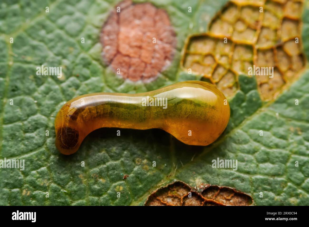 sawfly Larvae in the wild state Stock Photo - Alamy