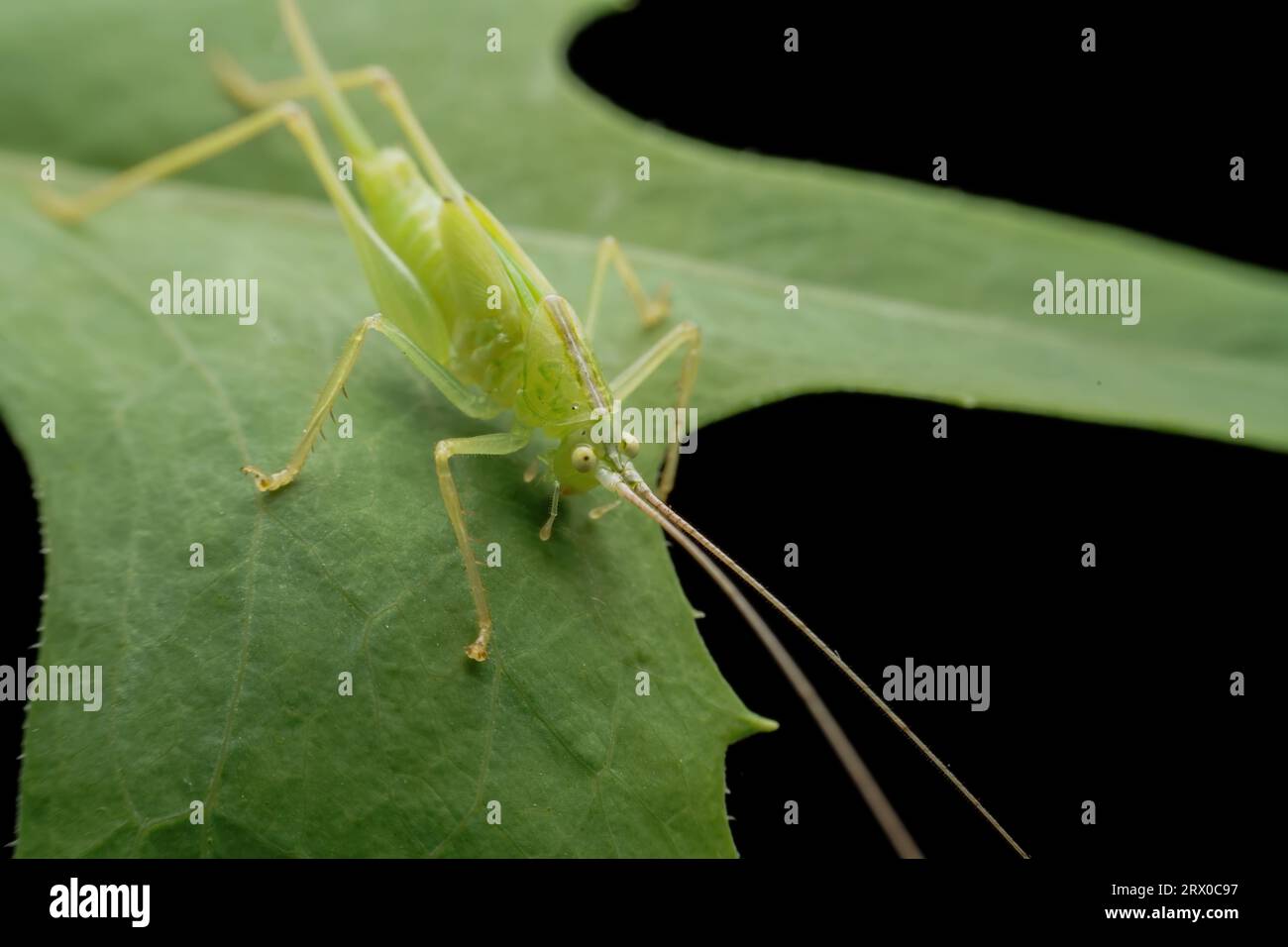 katydid in the wild state Stock Photo - Alamy