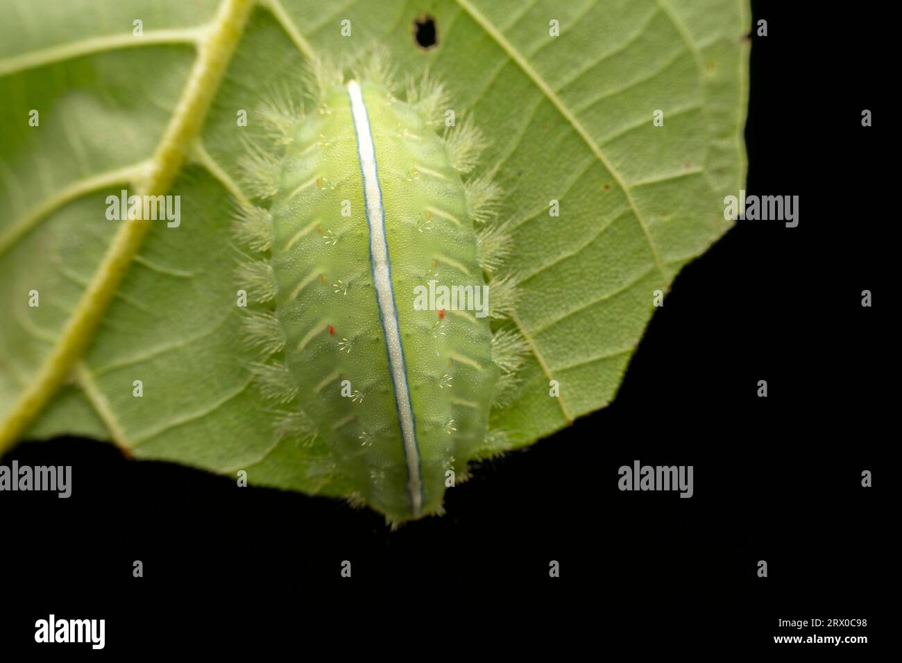 Thosea sinensis hi-res stock photography and images - Alamy