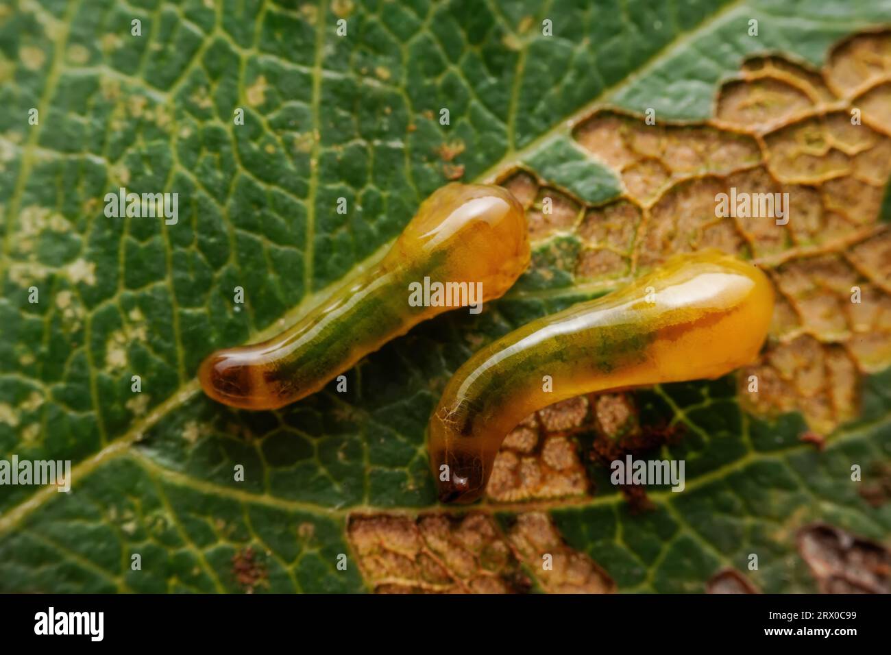 sawfly Larvae in the wild state Stock Photo - Alamy