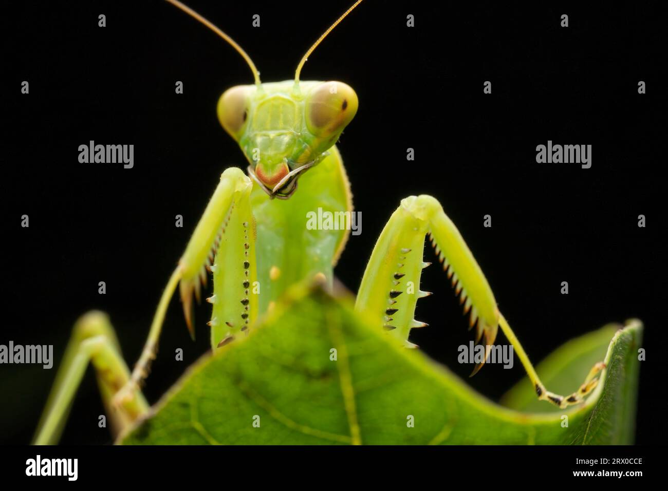 mantis in the wild state Stock Photo - Alamy