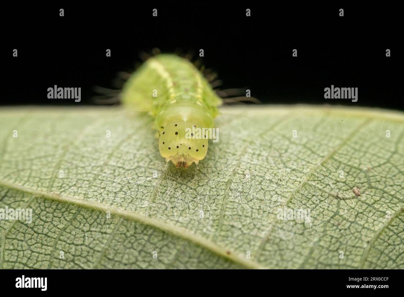 Lepidoptera larvae in the wild state Stock Photo - Alamy