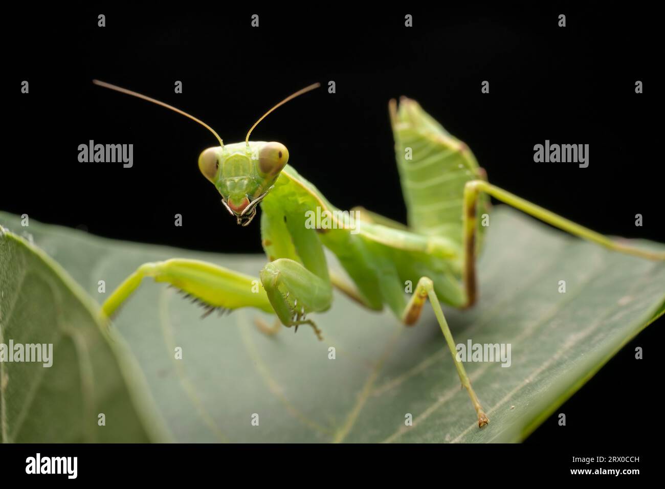 mantis in the wild state Stock Photo - Alamy