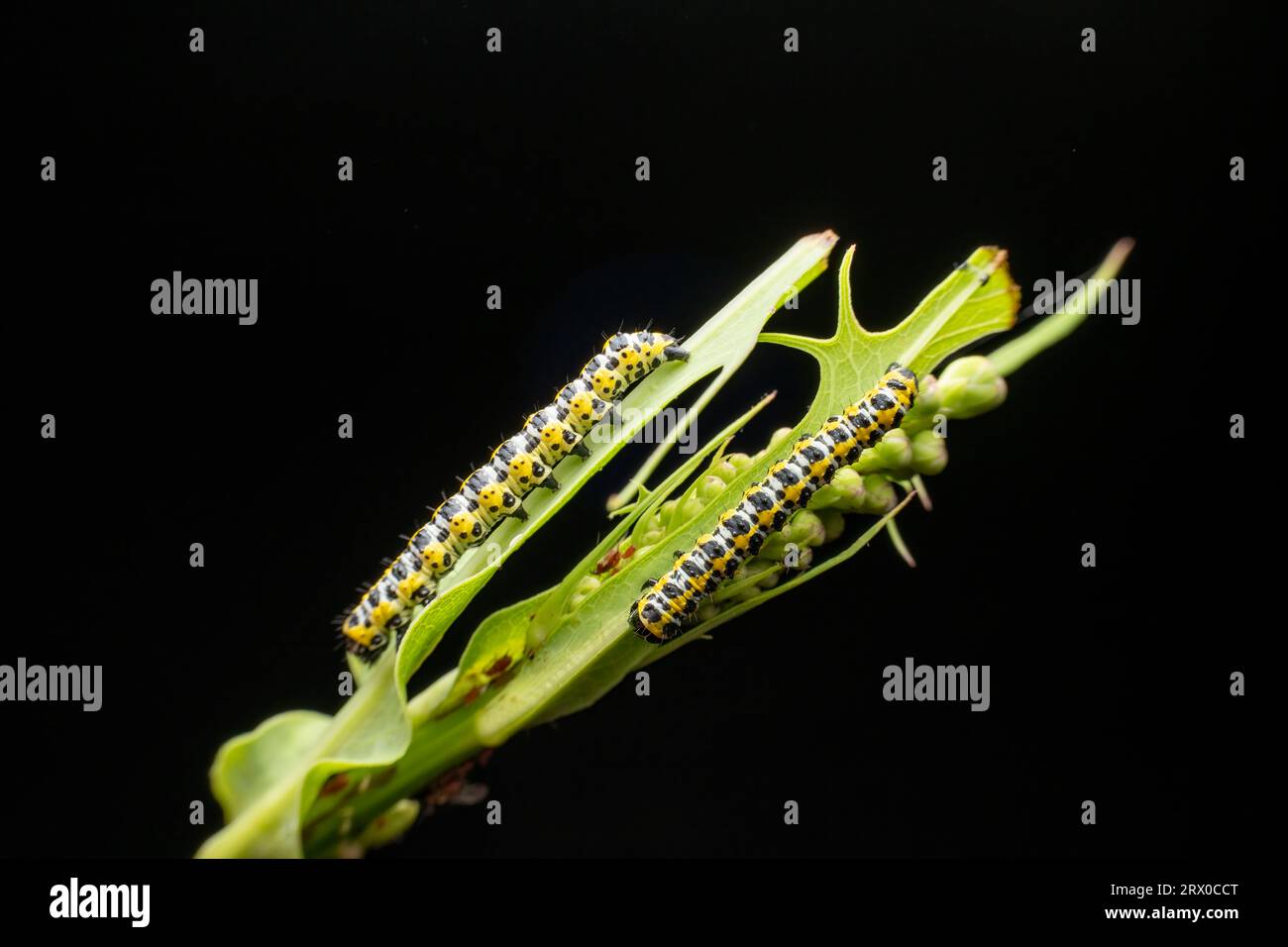 noctuid larvae in the wild state Stock Photo - Alamy