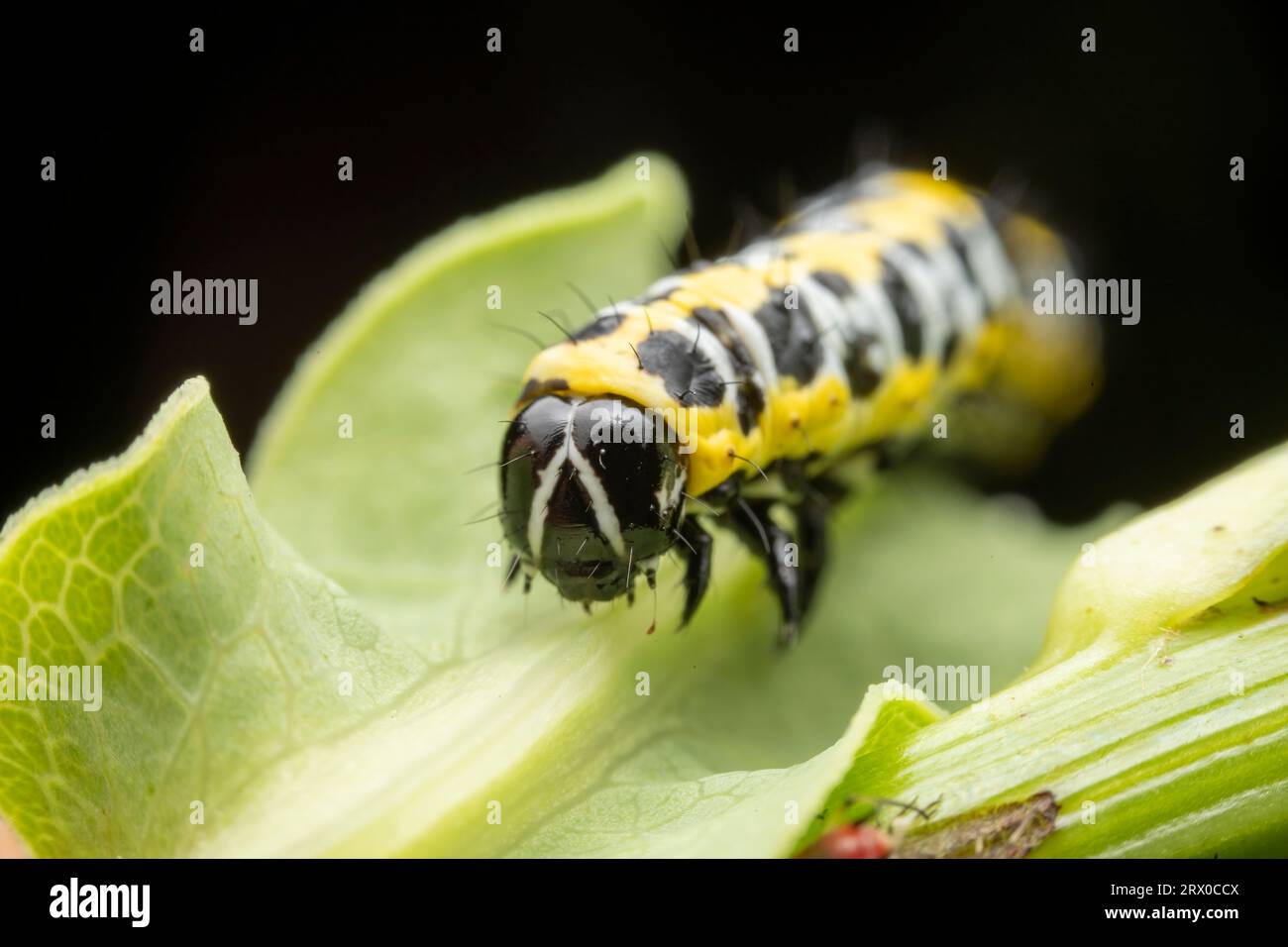 noctuid larvae in the wild state Stock Photo - Alamy
