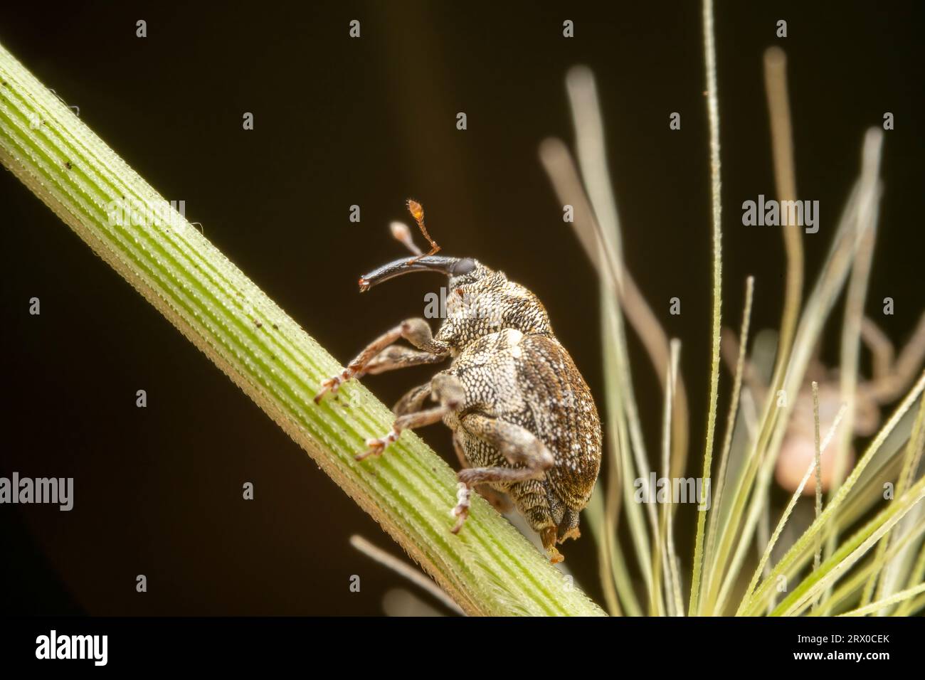 weevil in the wild state Stock Photo - Alamy