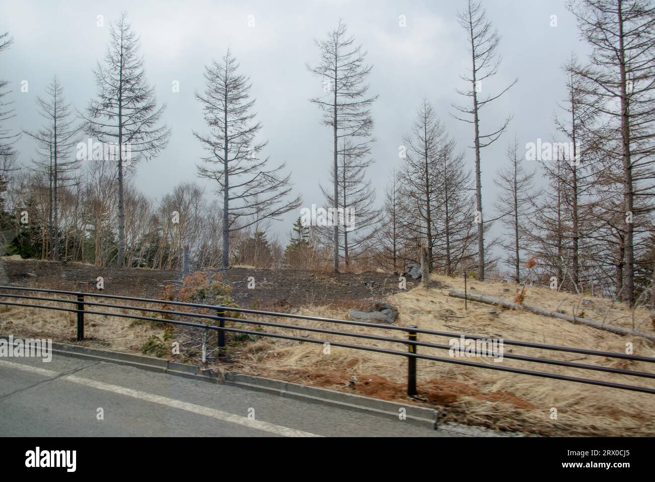 Weathered trees, Fuji Hakone Izu National Park Japan Stock Photo - Alamy
