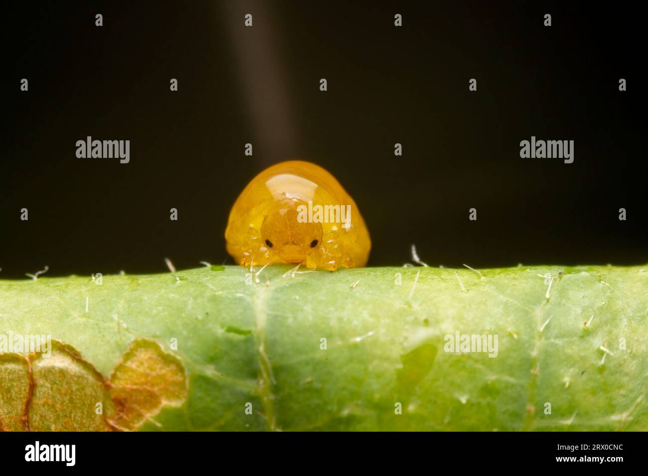 sawfly Larvae in the wild state Stock Photo - Alamy