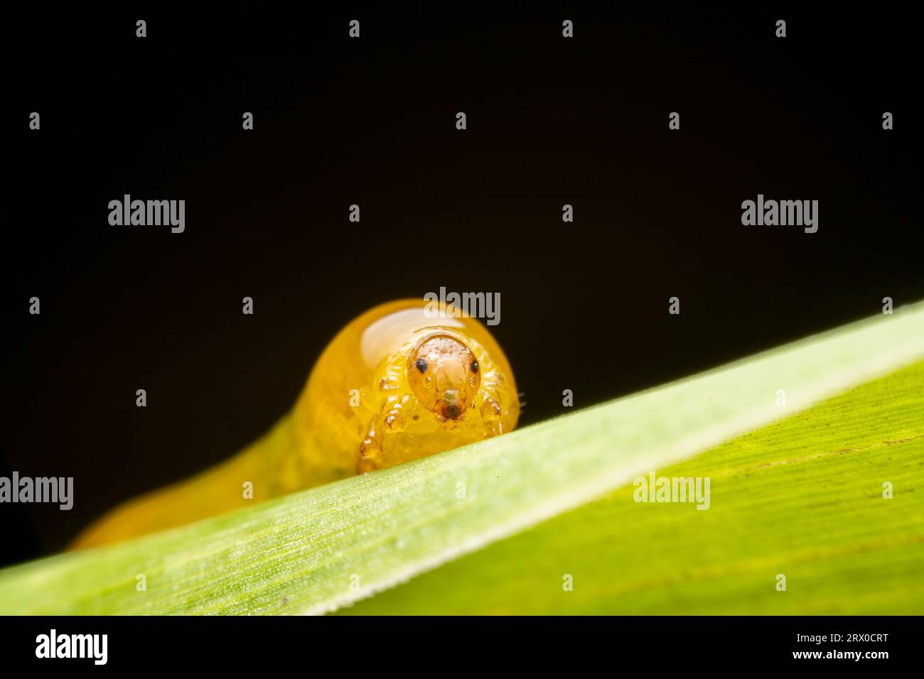 sawfly Larvae in the wild state Stock Photo - Alamy