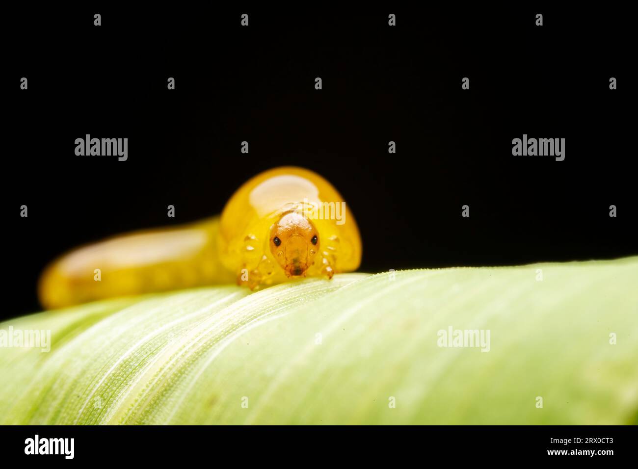 sawfly Larvae in the wild state Stock Photo - Alamy