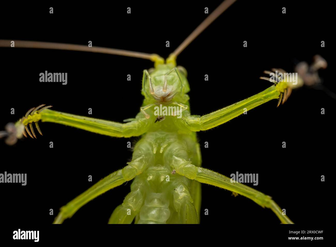 katydid in the wild state Stock Photo - Alamy