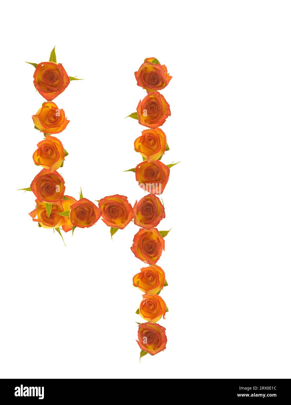 Number 4 made of sweetheart rose blossom of colorful wet yellow to red ...