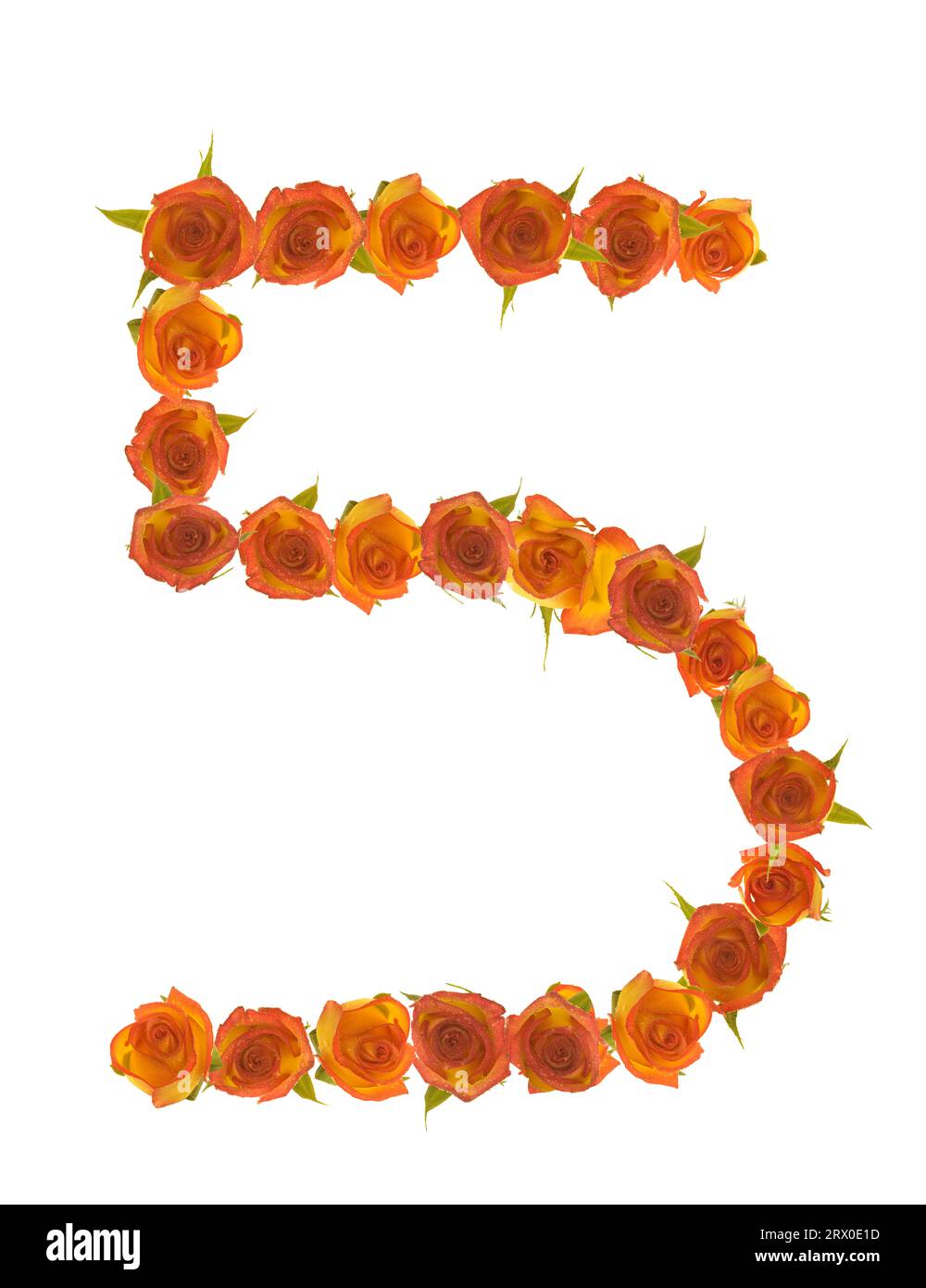 Number 5 made of sweetheart rose blossom of colorful wet yellow to red ...
