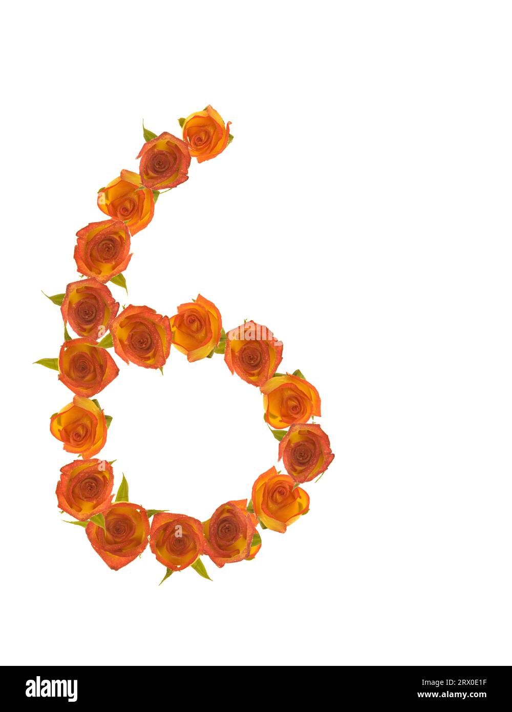 Number 6 made of sweetheart rose blossom of colorful wet yellow to red ...